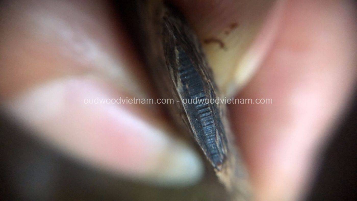 Kinam Oud - 奇楠 - Calambac-Qi Nan-Agarwood - OUD WOOD AGARWOOD KINAM